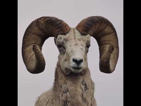 Big Horn sheep 🐑