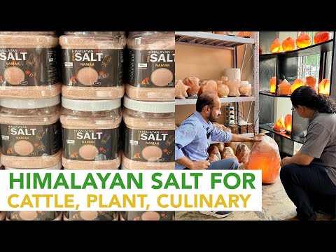 Himalayan Salt's Benefits for Cattle and Ruminants, Plants, and Culinary!