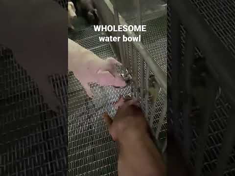 WHOLESOME water bowl