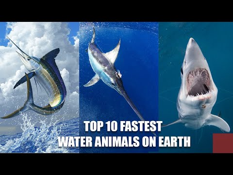 TOP 10 FASTEST WATER ANIMALS IN THE WORLD