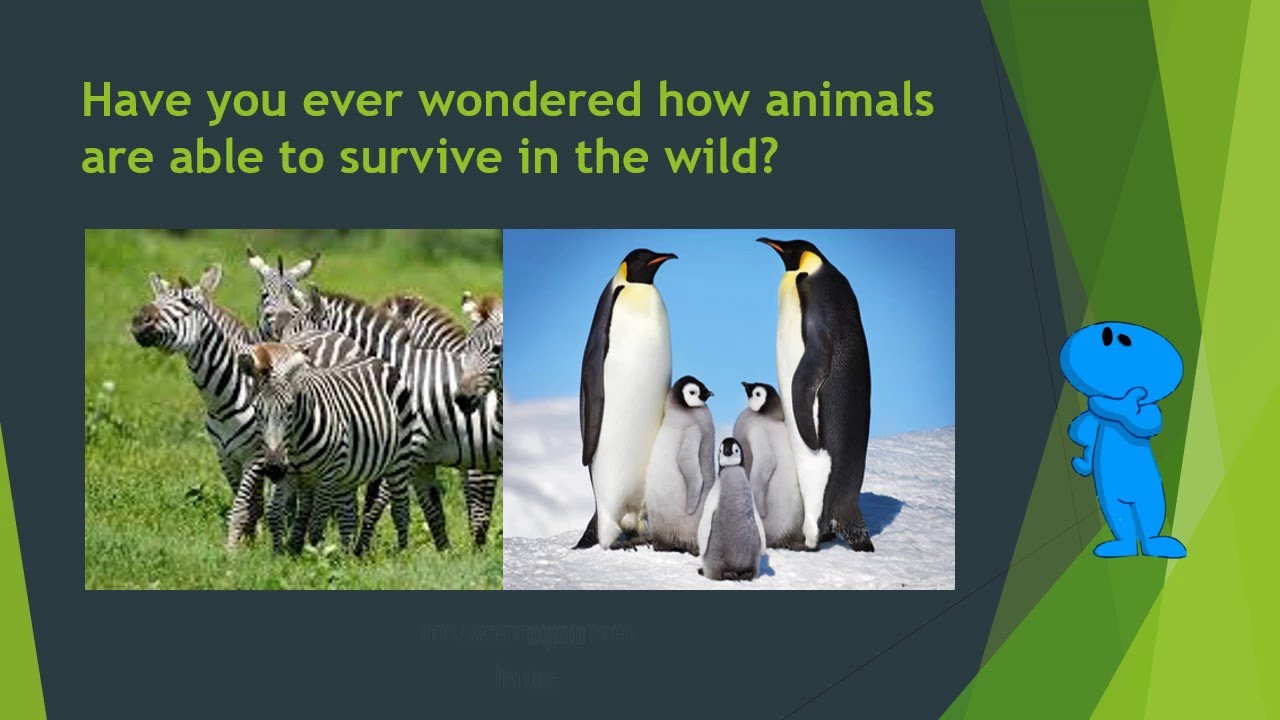 ADAPTATIONS IN ANIMALS - PPT - HRIDAY