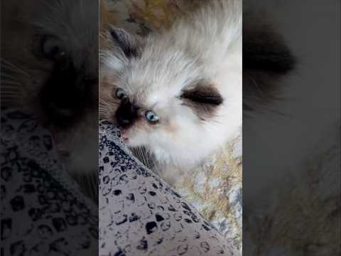 Luna choses violence everyday #cat #kitten #playing