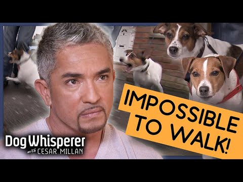 Cesar Millan Vs UK’s Worst Behaved Dogs! | Full Episode| S9 Ep 1 | Dog Whisperer