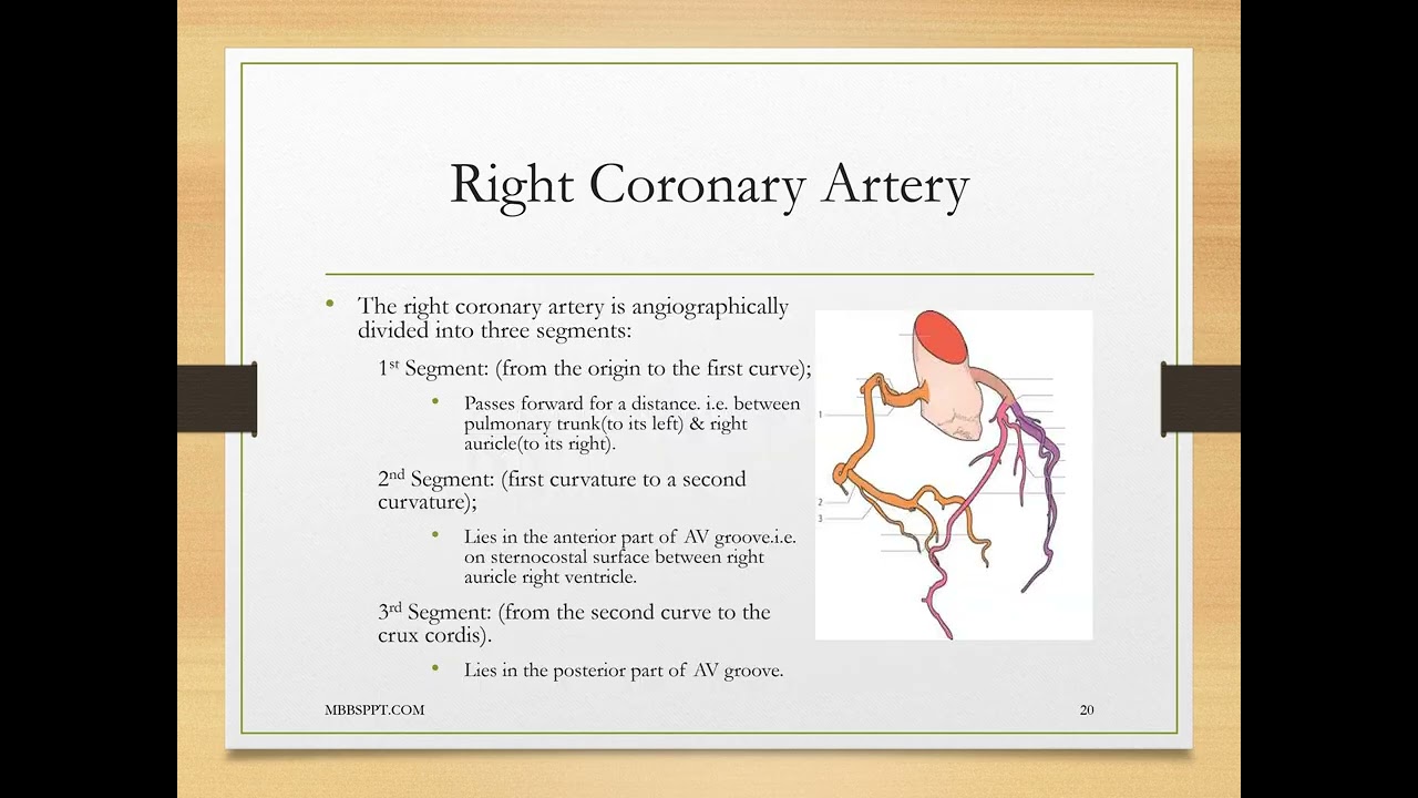 The Coronary Circulation PPT (Slide Presentation)