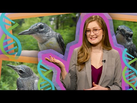 Using Genetics to Discover Hybrid Birds | Spot on Science