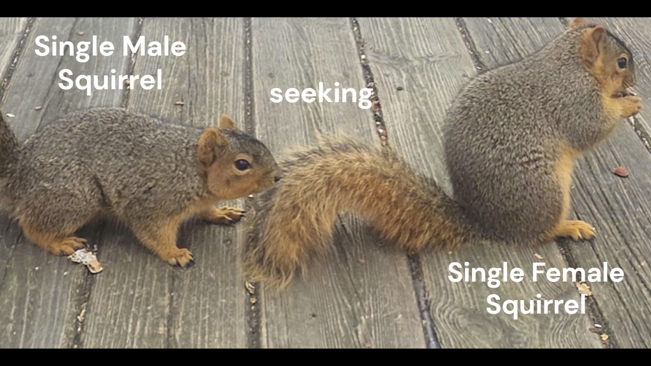 Fox Squirrel Mating Chase...again