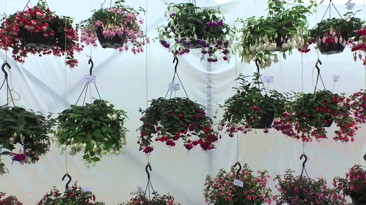 Open days Hendriks Young Plants June 2015