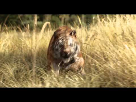 Live Action Jungle Book Remake Trailer Released | Pop Culture Crunch