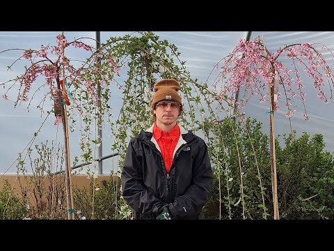 Weeping Cherry