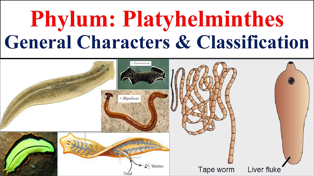 Understanding Platyhelminthes: Characteristics and Classification | Galaxy.ai