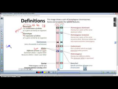 Homologous Chromosomes