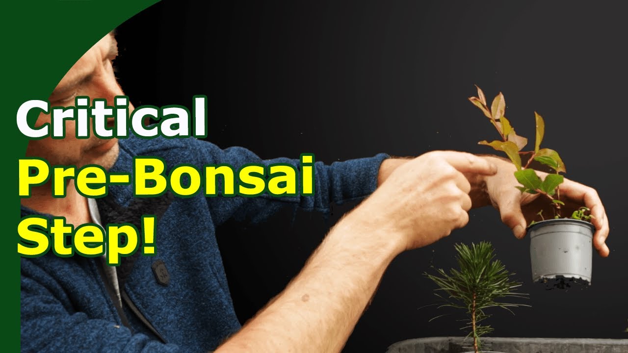 Avoid these mistakes and grow better bonsai from seed or cutting
