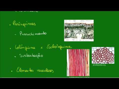 Histologia Vegetal - Tecidos Vegetais - Biologia | Manual do Enem
