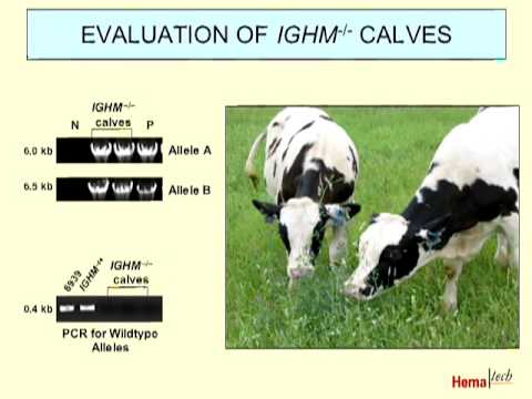 Dr. Zhongde Wang, Hematech Corp, presents, "Sequential Gene Targeting in Cattle"