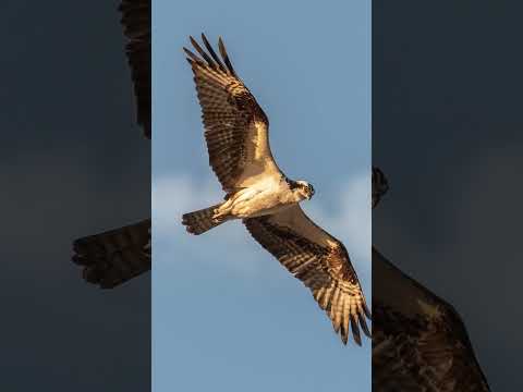 witchcraft birds mystery unraveled