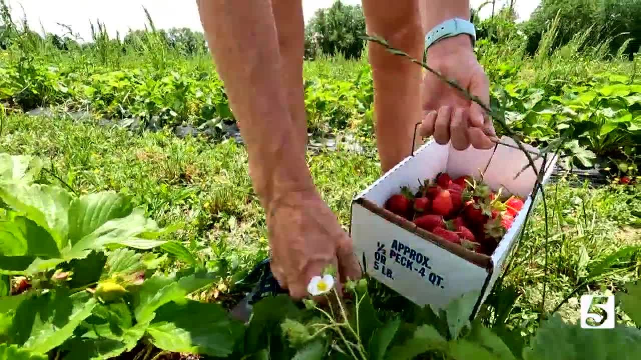 Ms. Cheap Takes Us Strawberry Picking