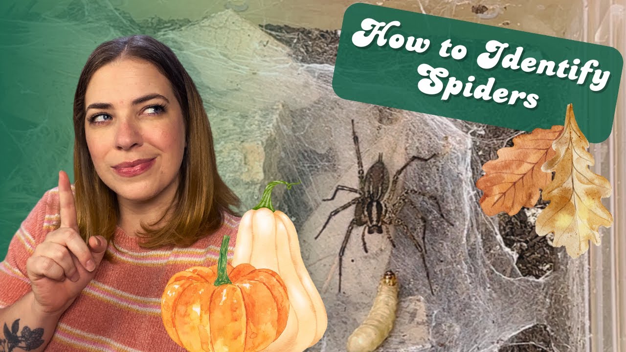 Is That Actually a Wolf Spider? Spider Identification Tips & Tricks
