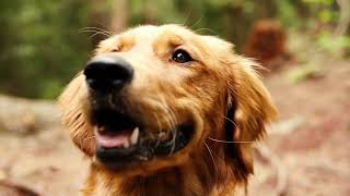 Pointr Reviews, Cost & Features | GetApp Australia 2025