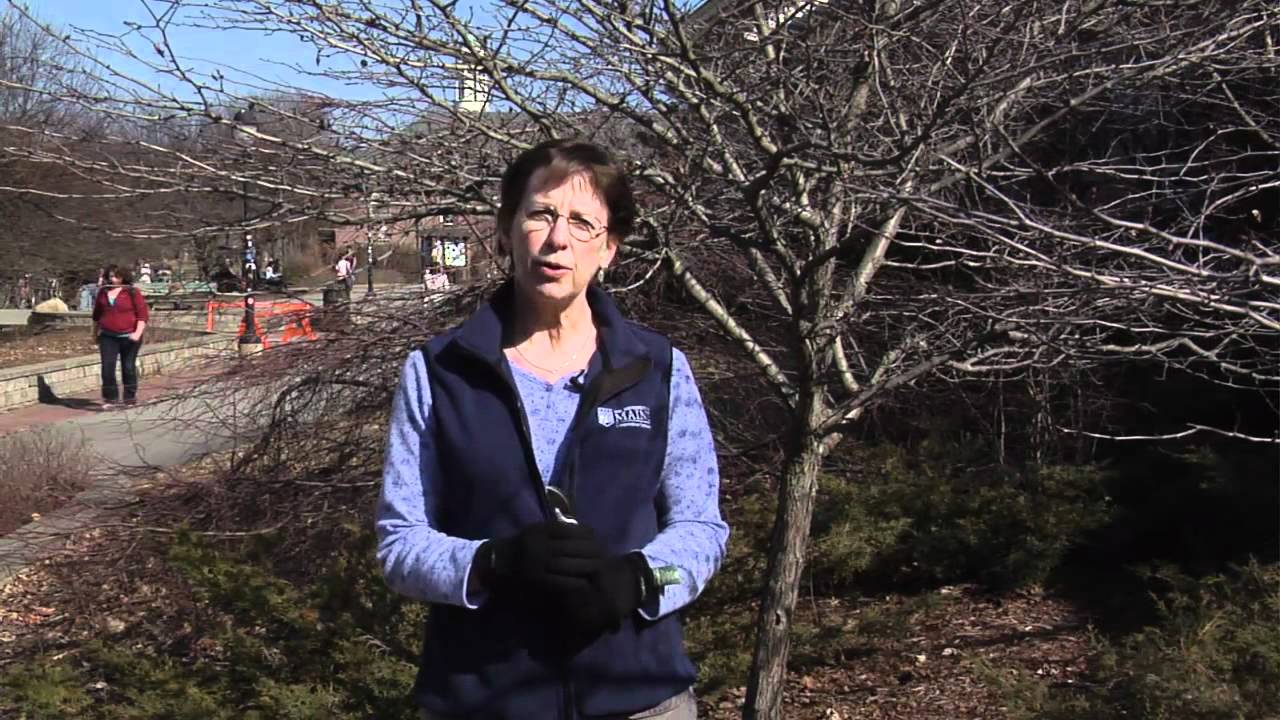 Pruning Ornamental Trees