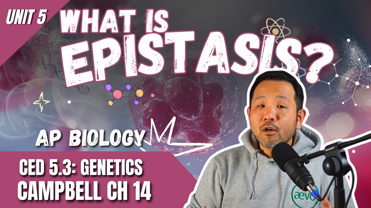 How to solve Epistasis Genetics Problems!