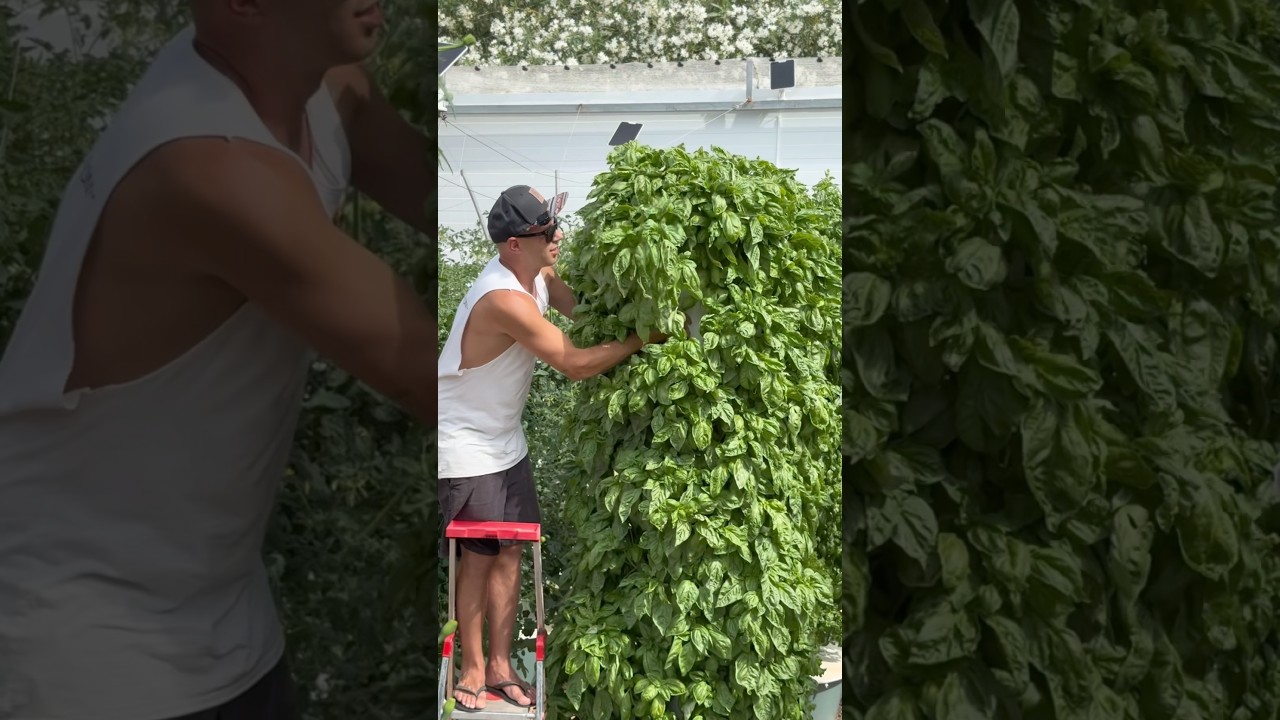 Maximizing basil cultivation by growing 450 bunches of basil per tower annually #basil #farming