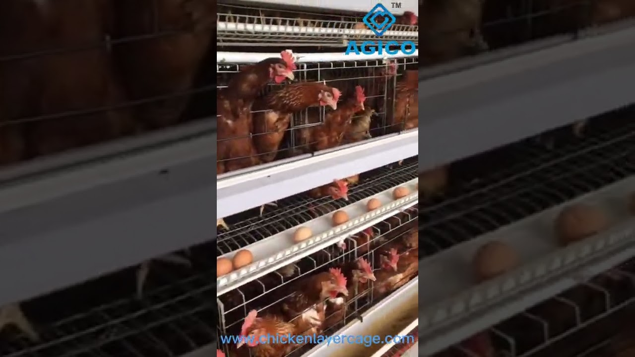 A type layer chicken cage