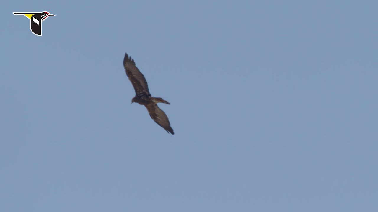 Golden Eagle Soaring on a Thermal