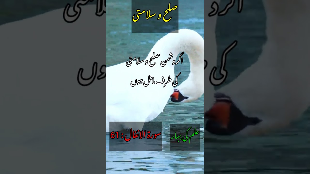 Quran Surah Al Anfal Ayat Sulah o Salamti islam quran islamic
