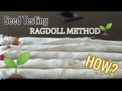 HOW TO TEST SEEDS: Ragdoll Method🌱