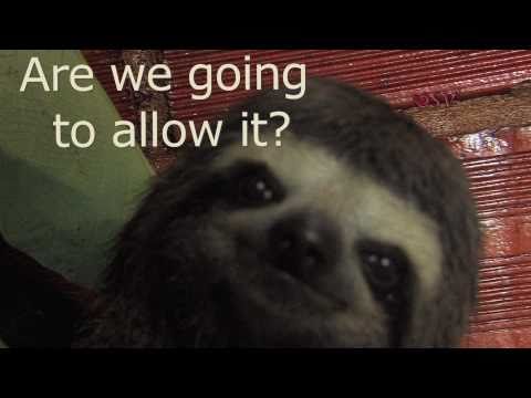 Save the Sloths @ Sloth Sanctuary – NBC 101 celebrating 10 years of ...