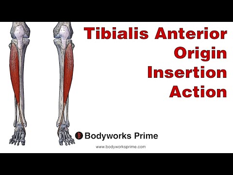 Tibialis Anterior Anatomy: Origin, Insertion and Action