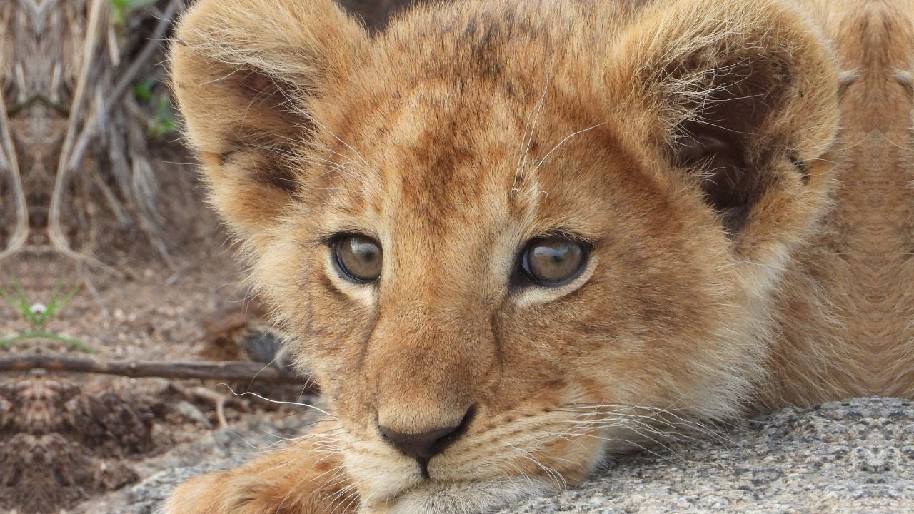 Over 50 images of the cutest lion cubs (baby lions) | fast-paced