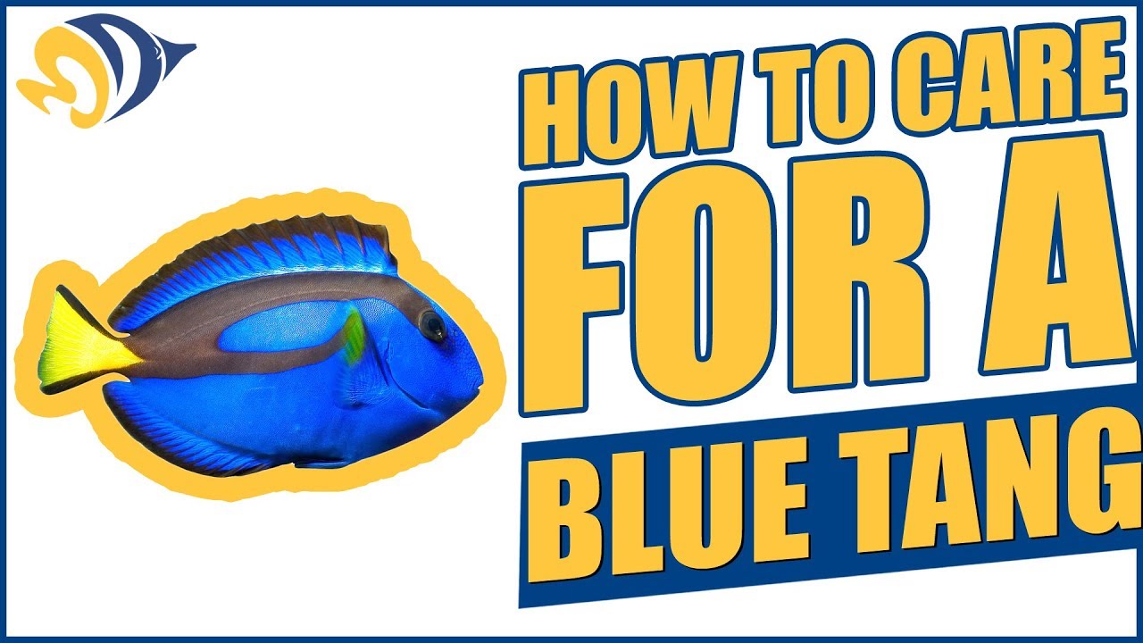 Finding Dory: How to Care for a Blue Tang (