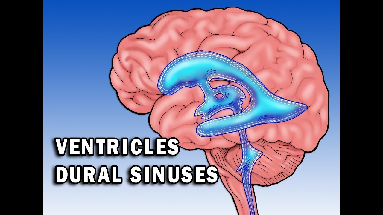 Circulation in Ventricles and Dural Sinuses