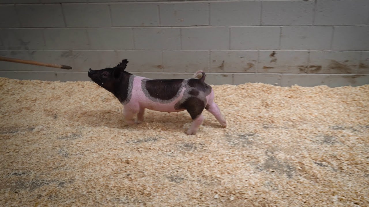 Ottenwalter Showpigs | 10/19/20 | 141-4