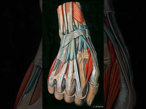 Tendons and Muscles on back of hand#shortsfeed #doctor #short #shortsvideo
