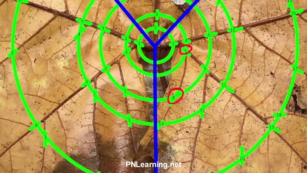 The Fibonacci Sequence in a Leaf