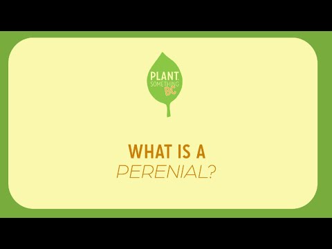 What is a perennial?