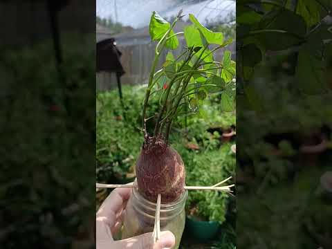 How to GROW SWEET POTATOES from a grocery store potato! #sweetpotatoes #texasgarden #gardeningtips