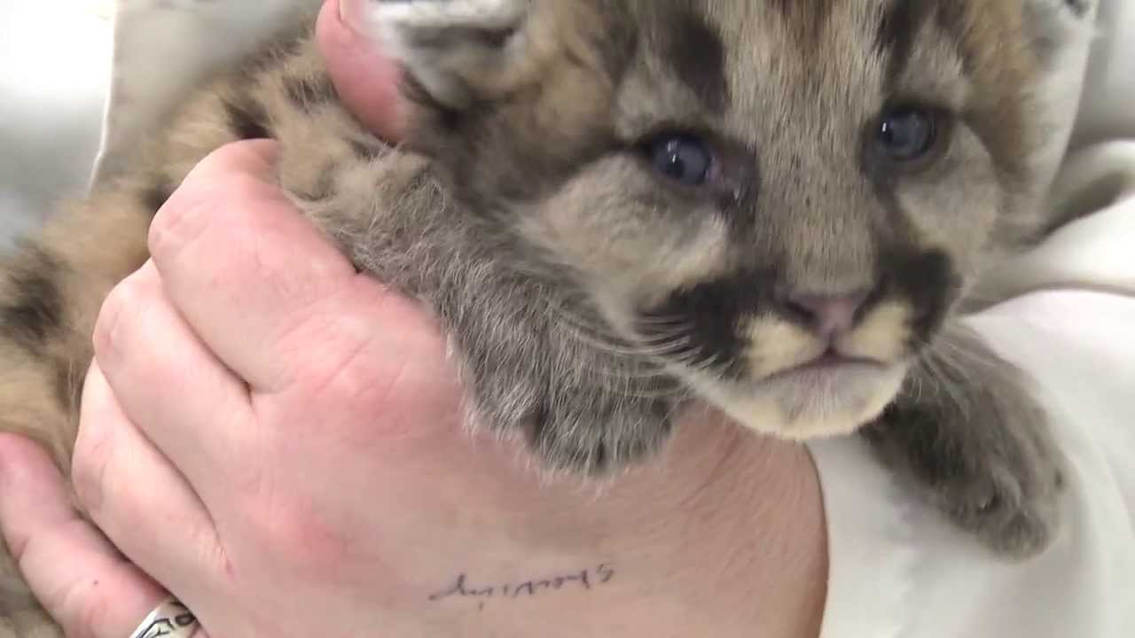 2-week-old cougar orphans chirping