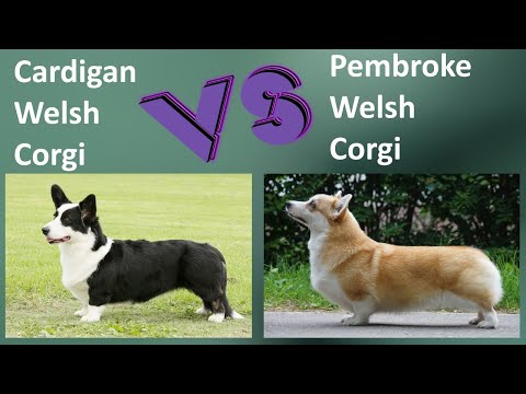Cardigan Welsh Corgi VS Pembroke Welsh Corgi - Breed Comparison
