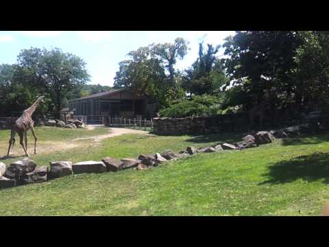 Depressed Giraffe Walks in Circles at Cleveland Zoo