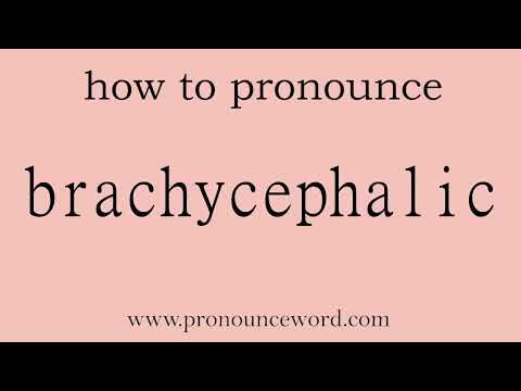 brachycephalic: How to pronounce brachycephalic in english (correct!).Start with B. Learn from me.
