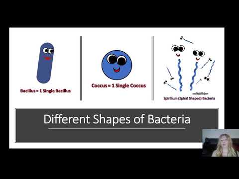 MICROBIOLOGY STUDY GUIDE ONE