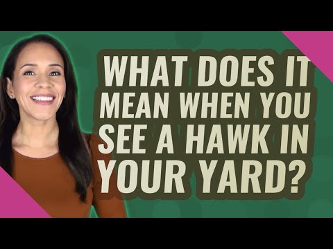 What does it mean when you see a hawk in your yard?