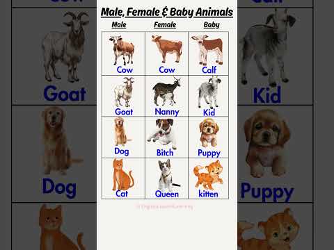 Male, female And Baby Animals ✅✍️✨#english #educationalvideo #grammer #englishgrammar #education