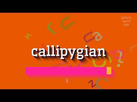 How to say "callipygian"! (High Quality Voices)