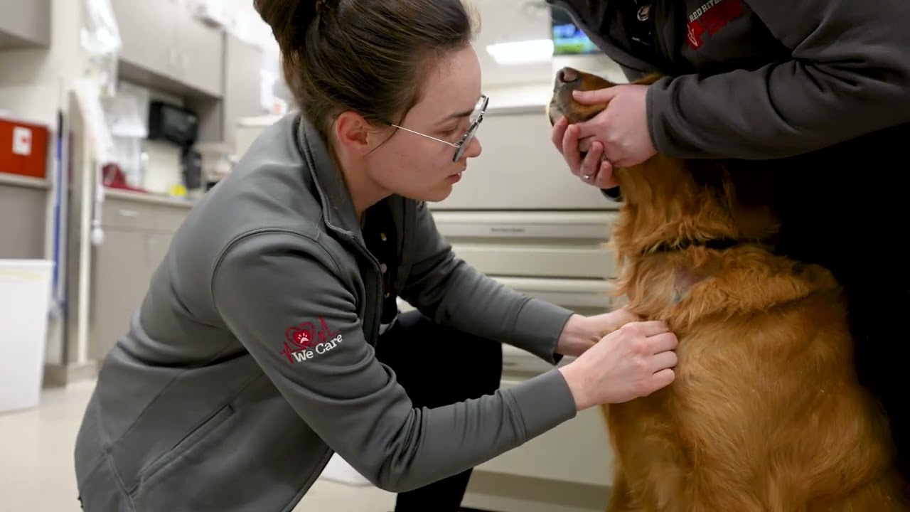 Working as a Veterinary Technician at RRAEH