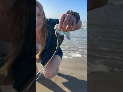 We almost got STUNG by a Portuguese Man O’ War!