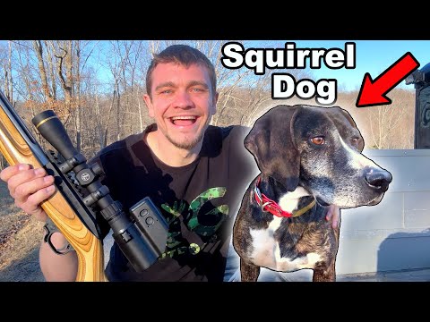 I Hunted Squirrels with My Hunting Dogs!